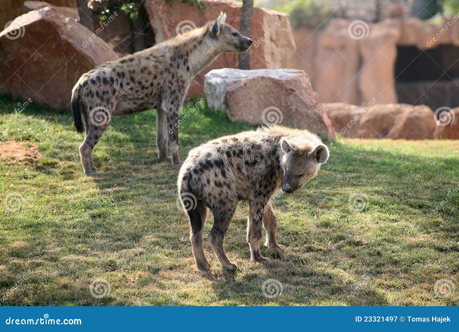 Hyenas Stock Image | CartoonDealer.com #50955721