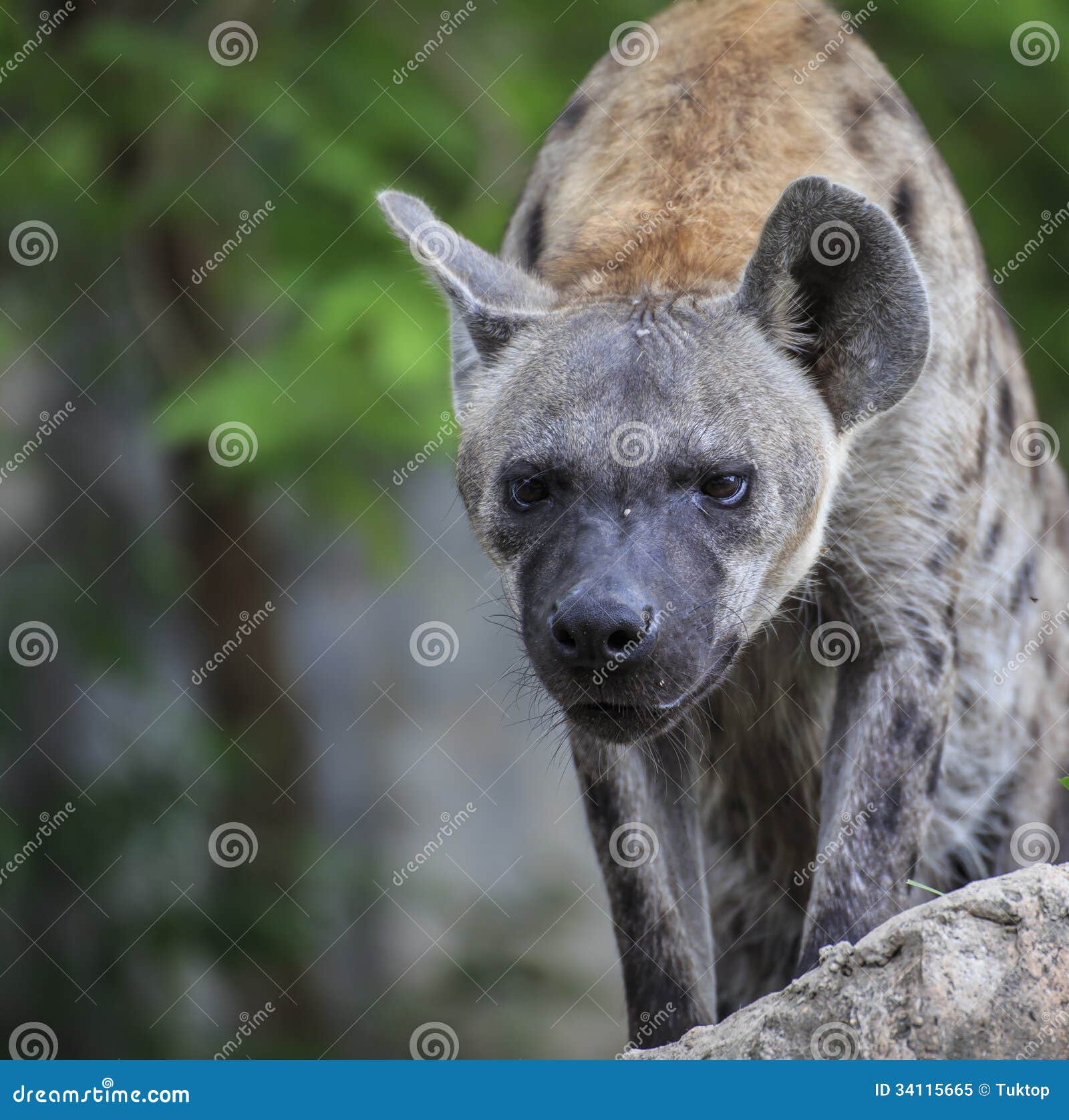 Spotted Hyenas stock image. Image of spots, muzzle, mammal - 34115665