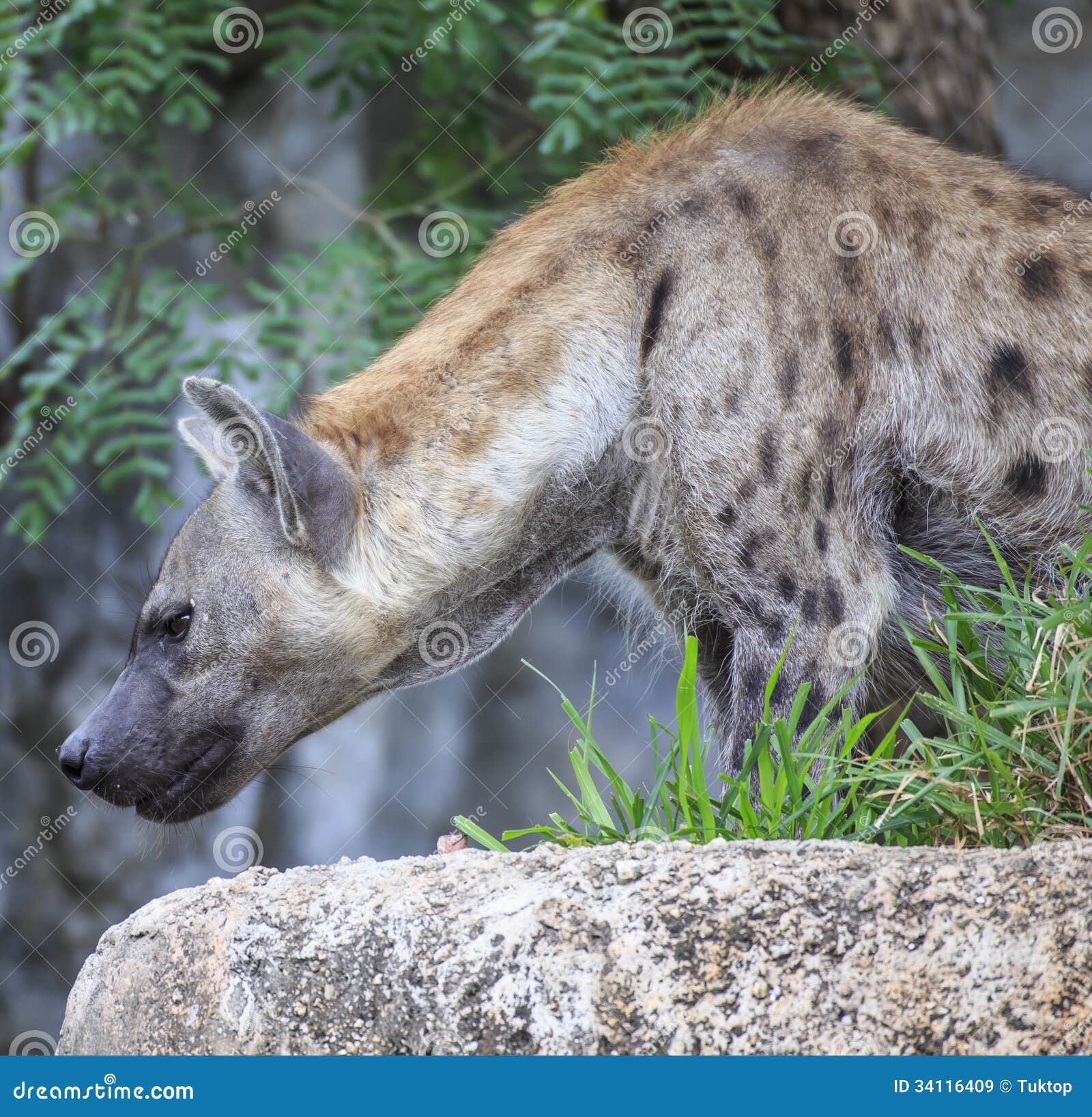 Spotted Hyenas stock image. Image of ferocious, predator - 34116409