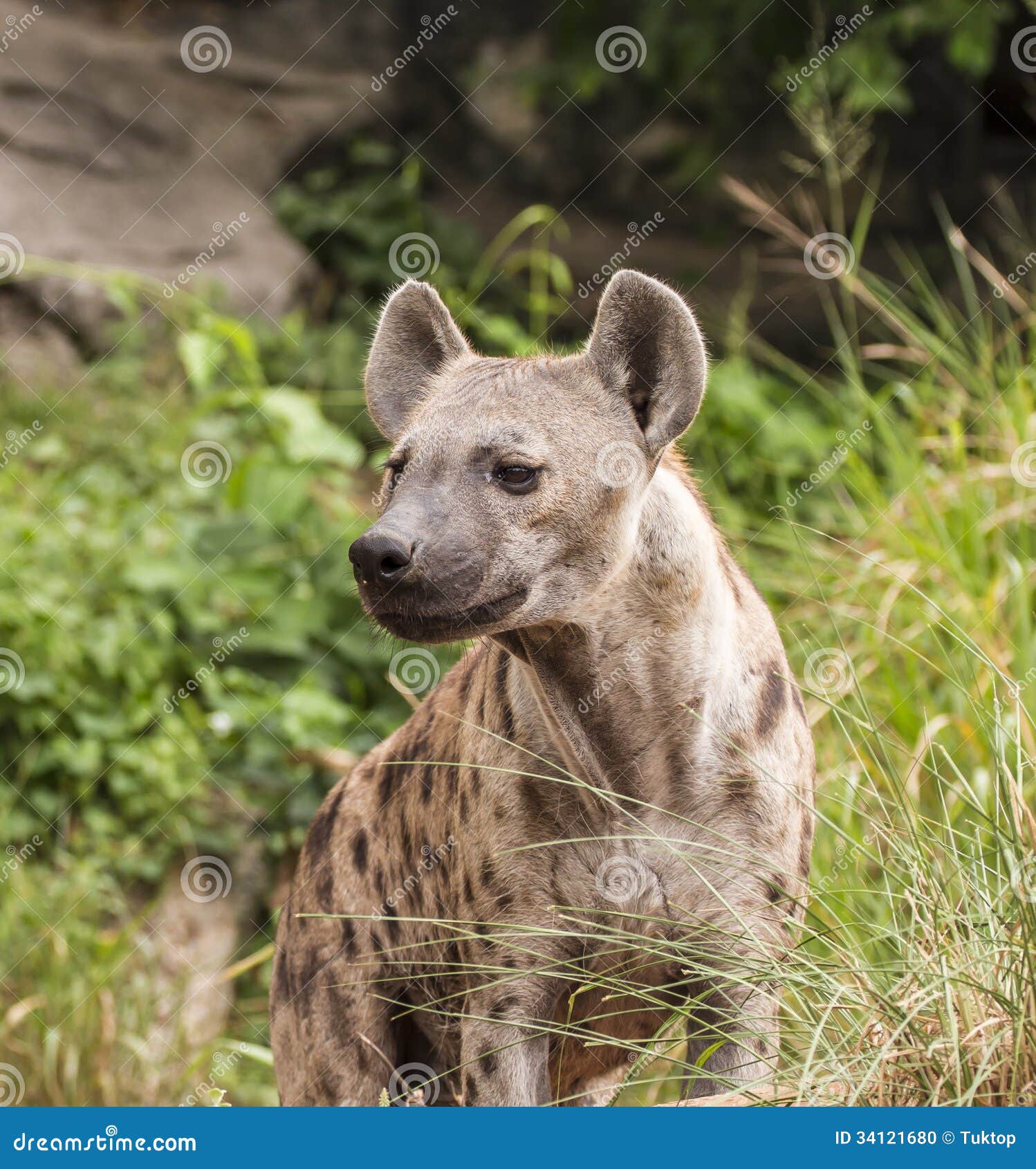 Spotted Hyenas stock photo. Image of ecology, hyena, nature - 34121680
