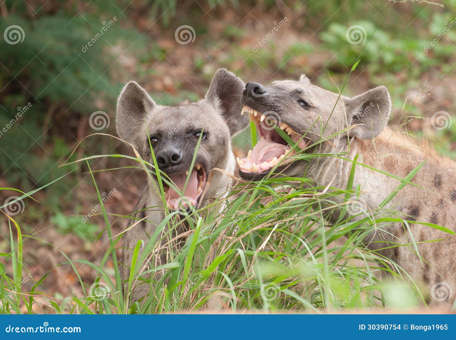 Spotted hyenas stock photo. Image of stare, ferocious - 30390754