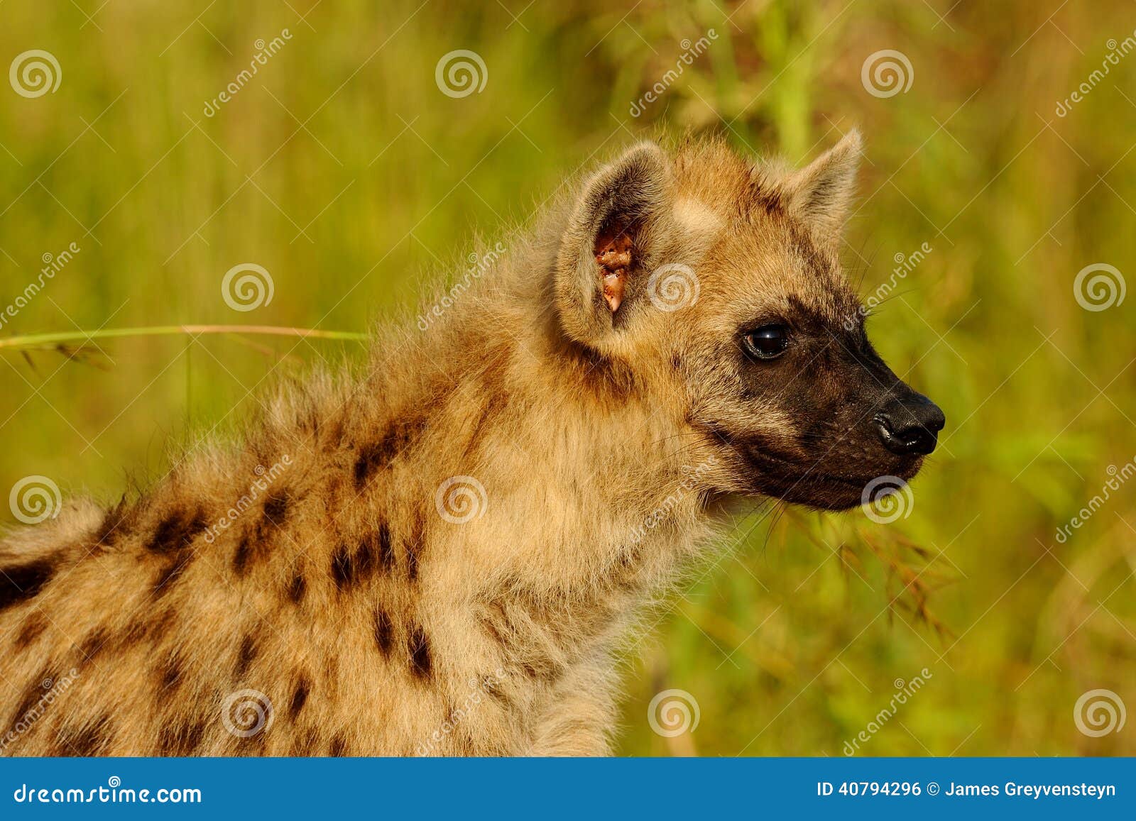 Spotted Hyena stock photo. Image of kruger, sharp, mammal - 40794296