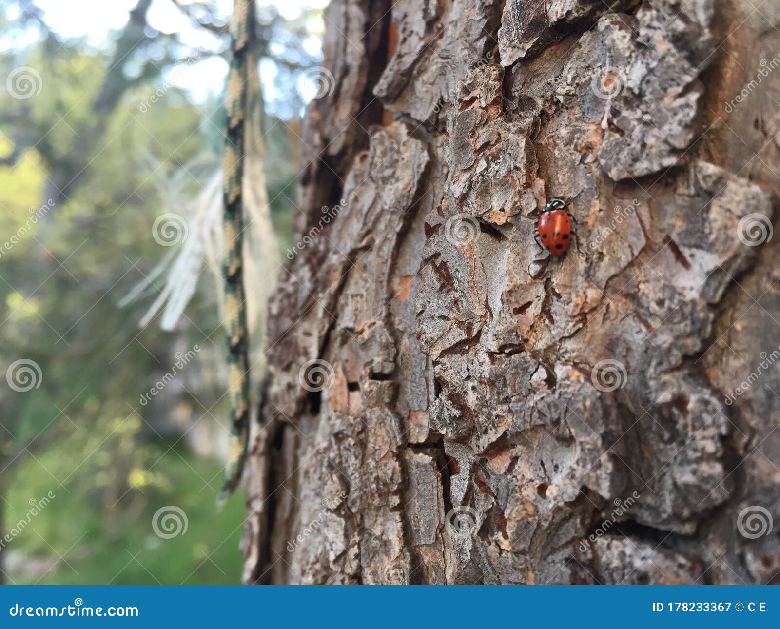 Lady Bug on a Tree stock image. Image of tree, climbing - 178233367