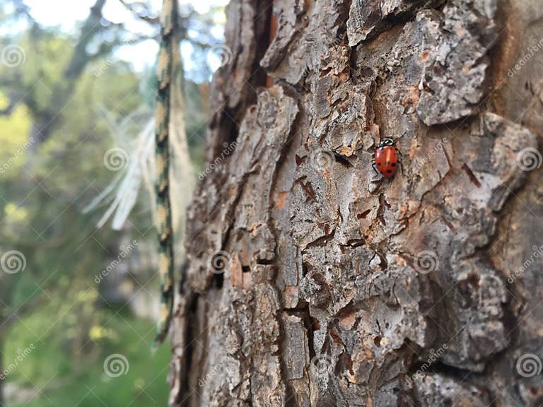 Lady Bug on a Tree stock image. Image of tree, climbing - 178233367