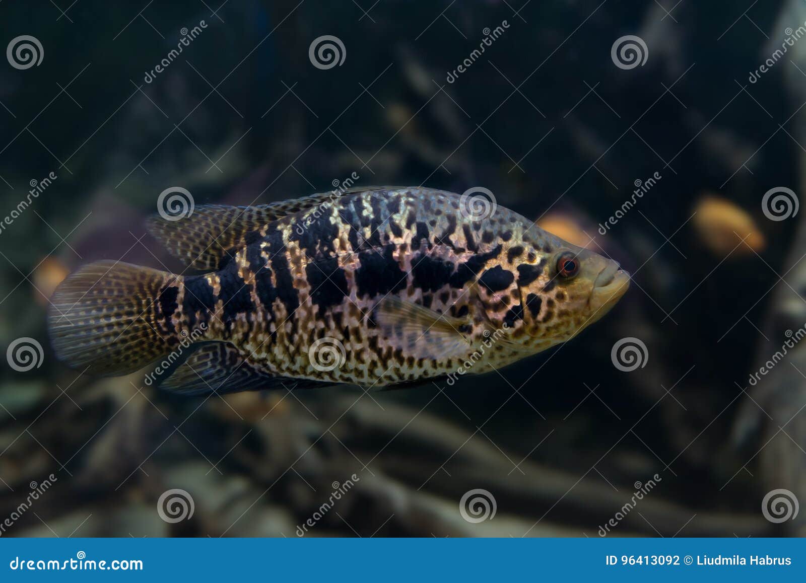 Spotted Jaguar Cichlid in an Aquarium Close-up Stock Photo - Image of ...