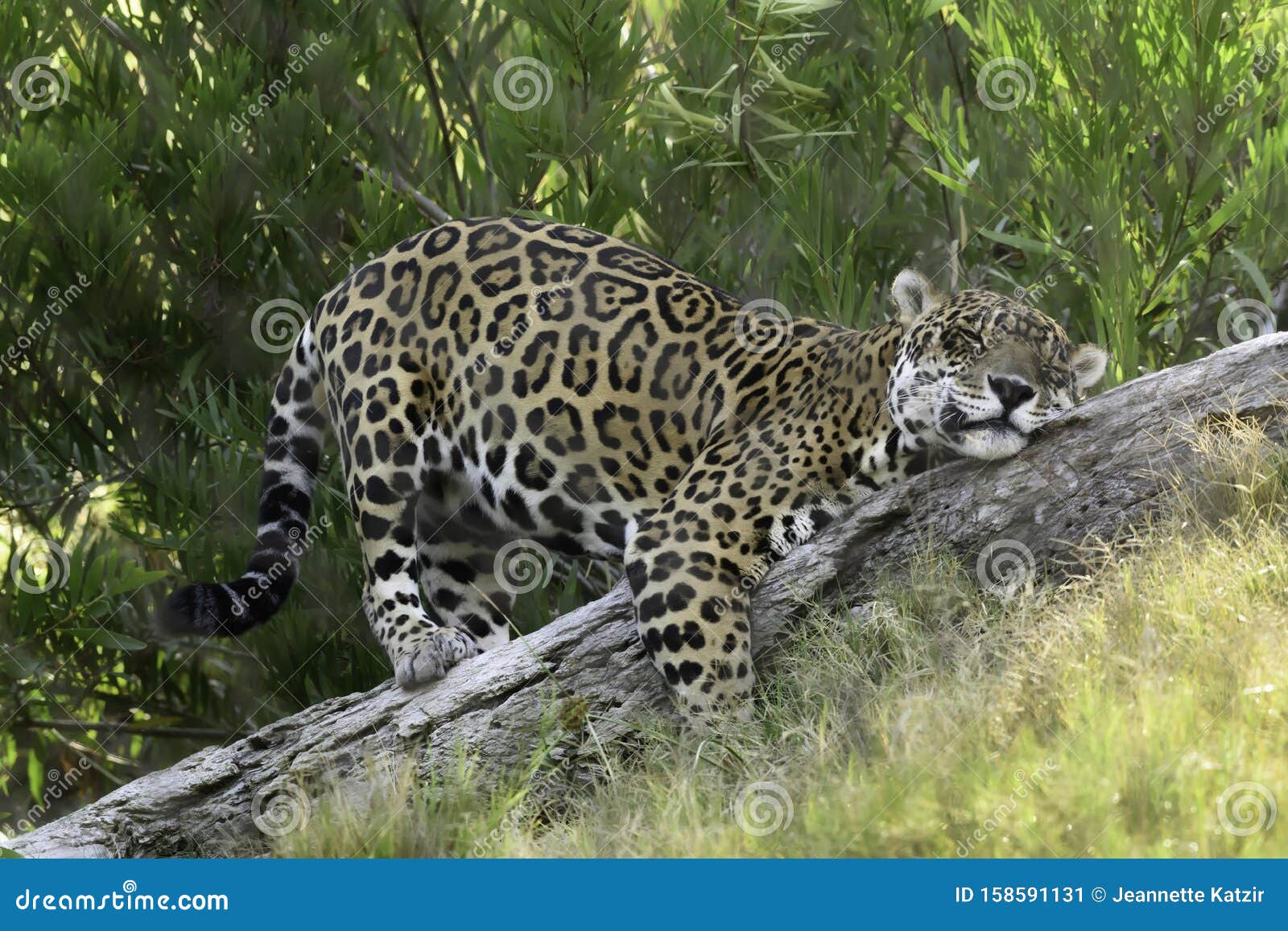 Spotted Jaguar Rubbing Against a Tree Stock Image - Image of adorable ...