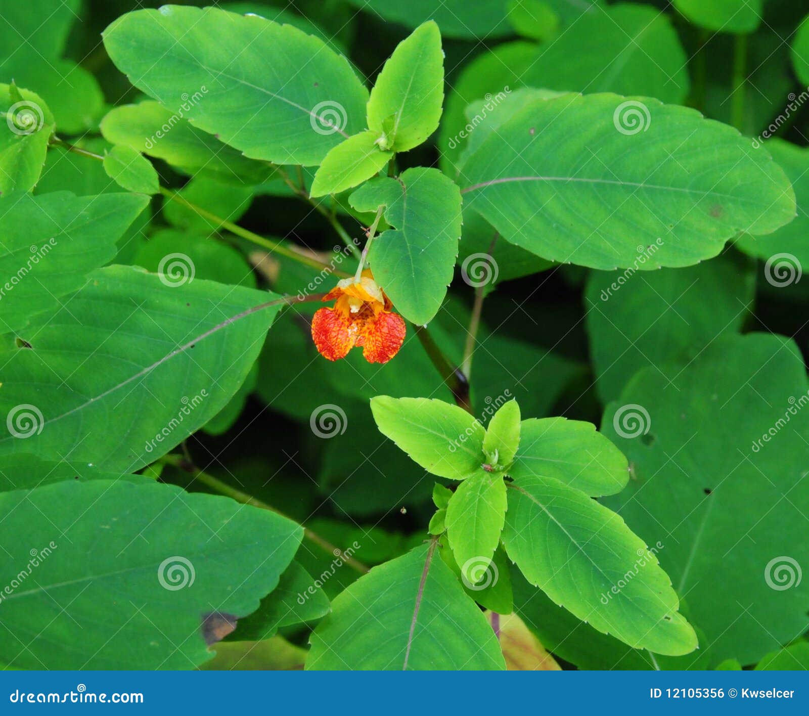Spotted Jewelweed stock photo. Image of flower, orange - 12105356