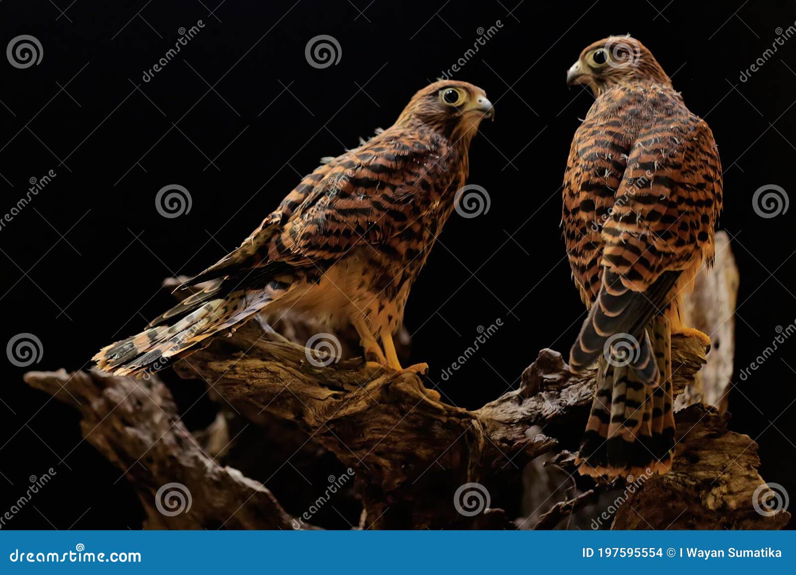 Two Young Spotted Kesrel Falco Moluccensis are Playing Near the Nest ...
