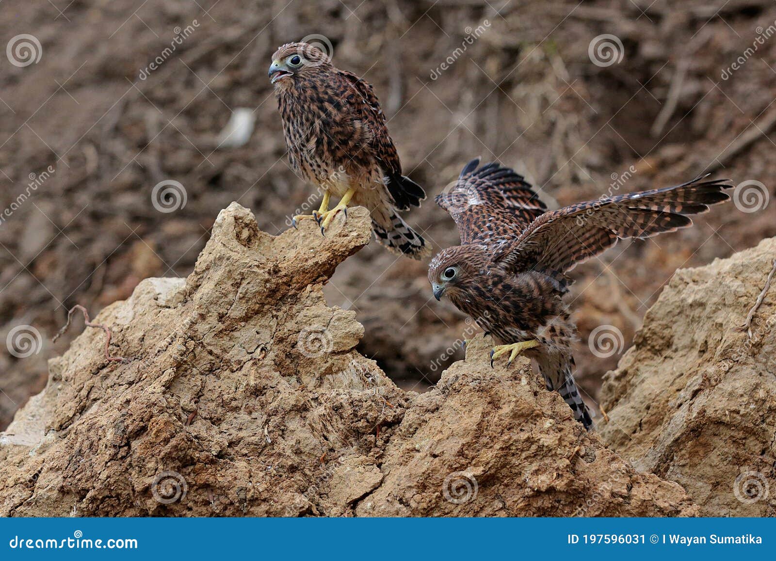 Two Young Spotted Kesrel Falco Moluccensis are Playing Near the Nest. Stock Image - Image of ...