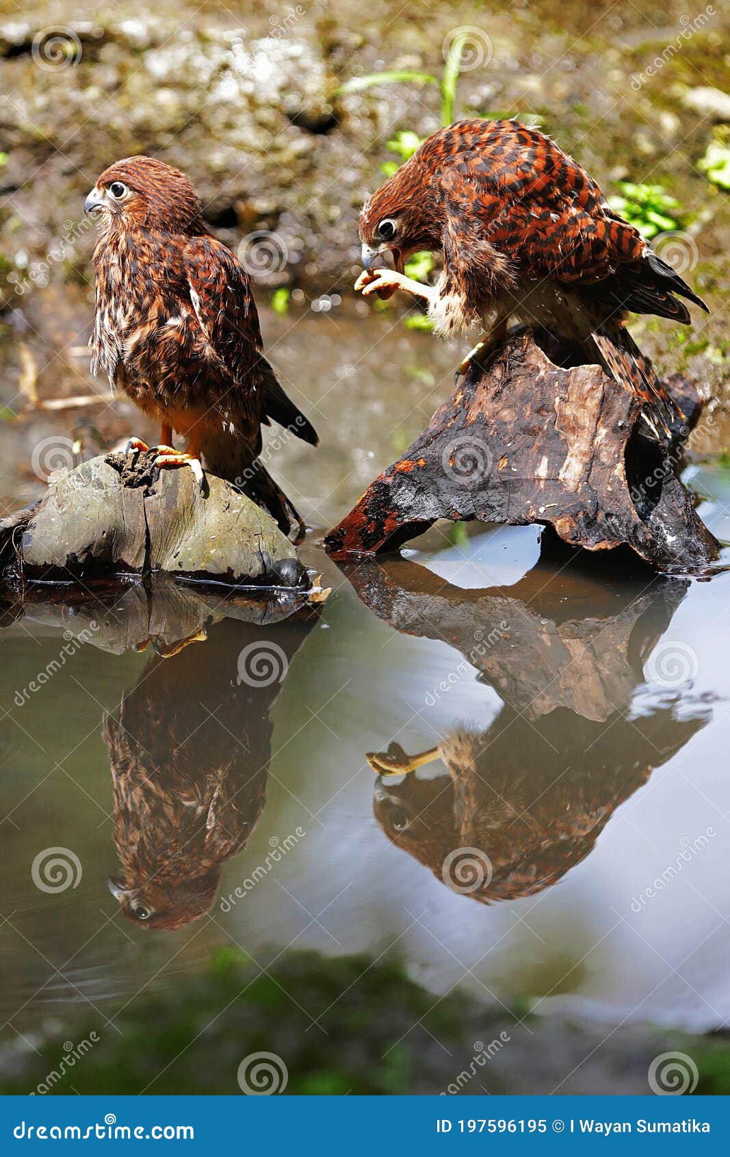 Two Young Spotted Kesrel Falco Moluccensis are Playing Near the Nest ...