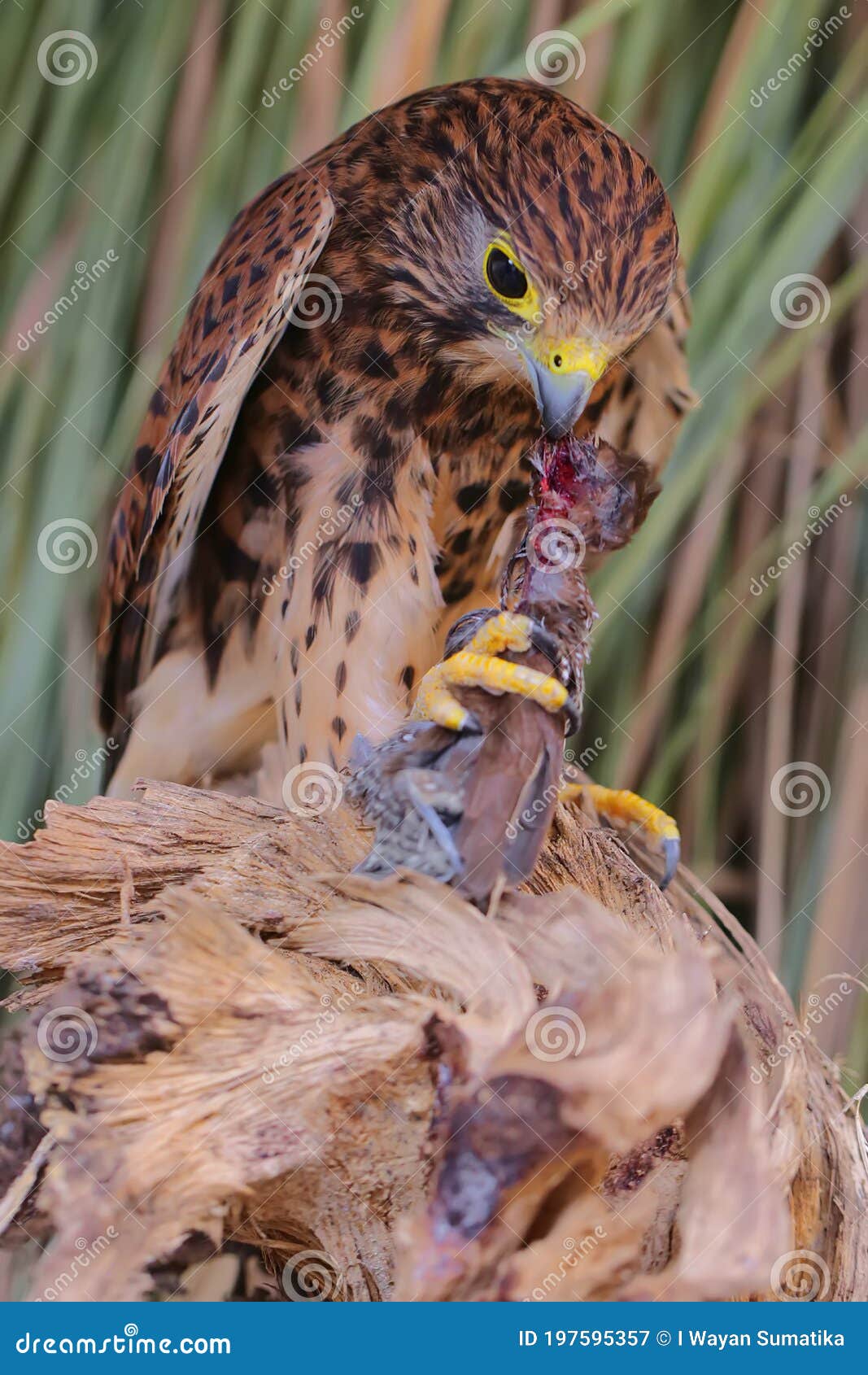 A Spotted Kesrel Falco Moluccensis is Preying on a Small Bird. Stock ...