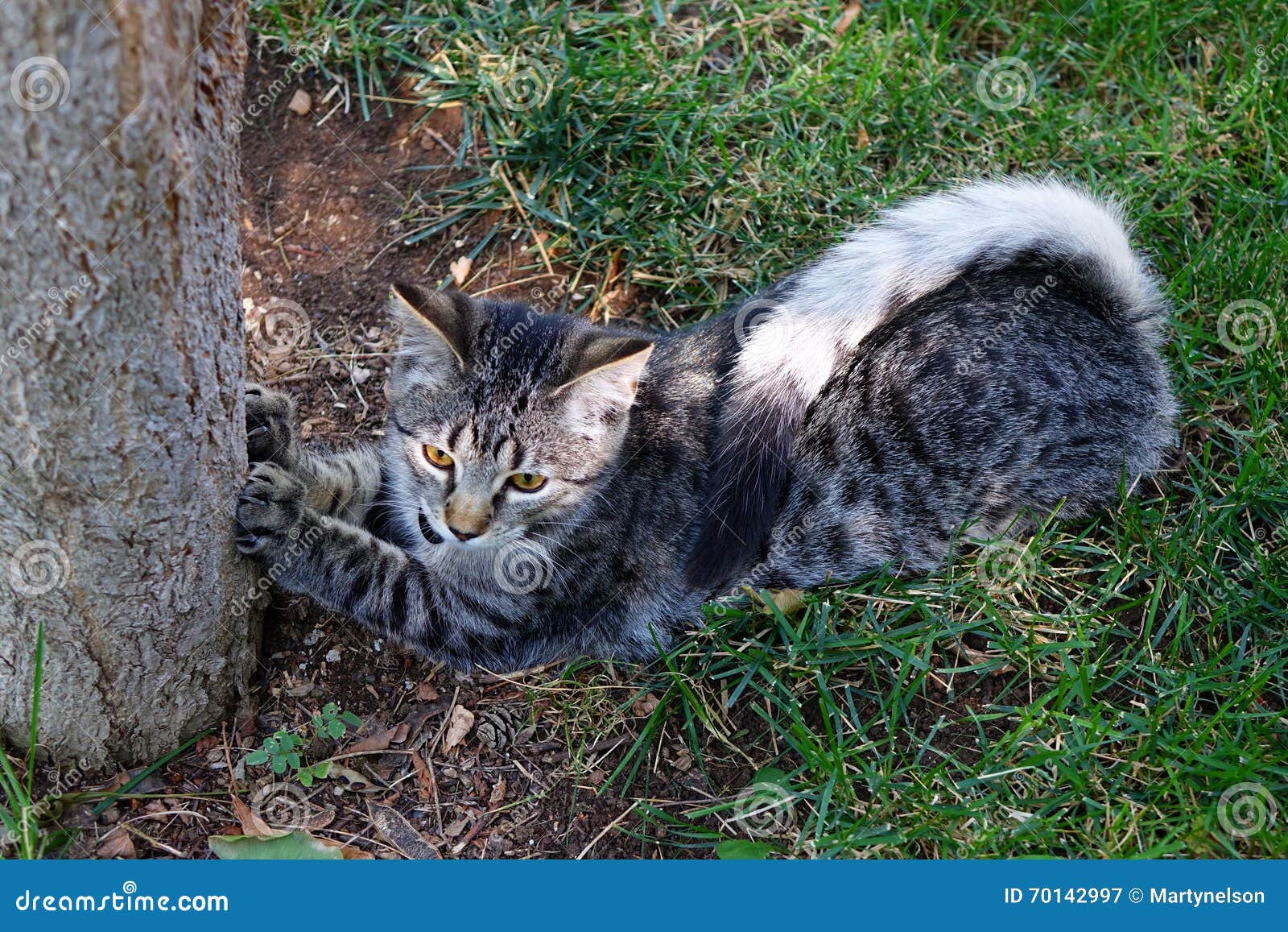 Spotted Kitten stock image. Image of lively, black, breed - 70142997