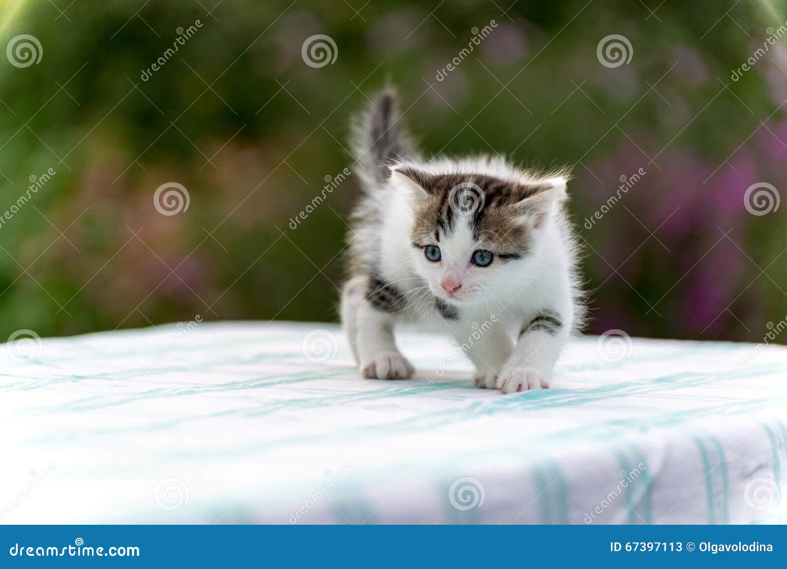 Spotted Kitten Standing on Table in the Garden Stock Image - Image of ...