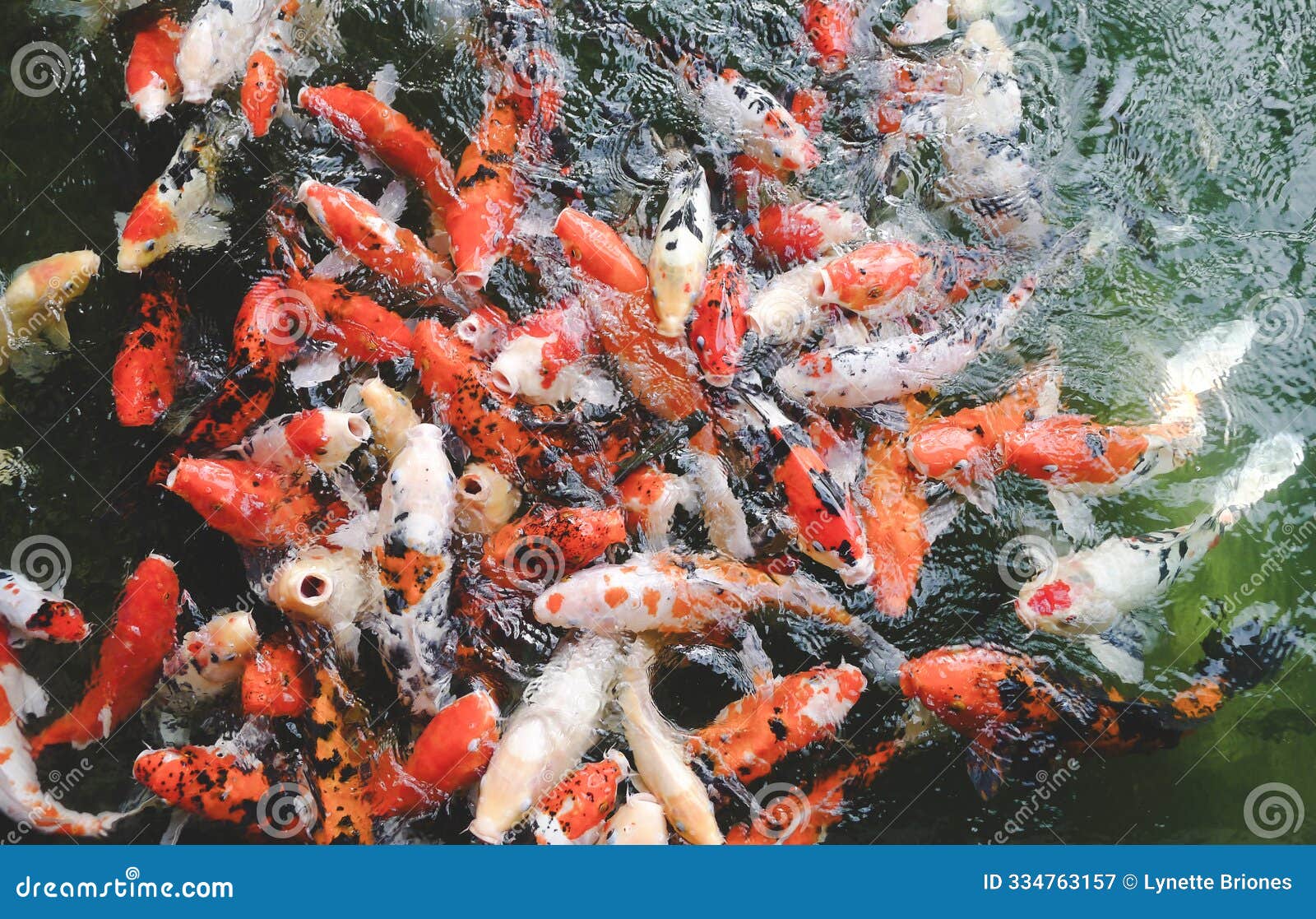 Spotted Koi Fish in a Pond stock image. Image of pond - 334763157