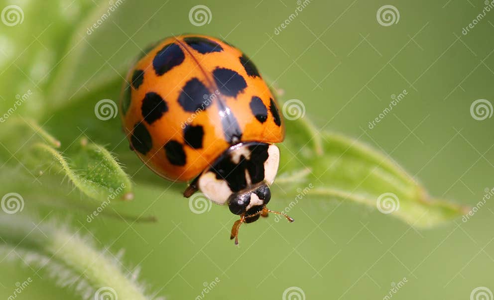 Spotted ladybug stock photo. Image of bird, wildlife, spots - 5773342