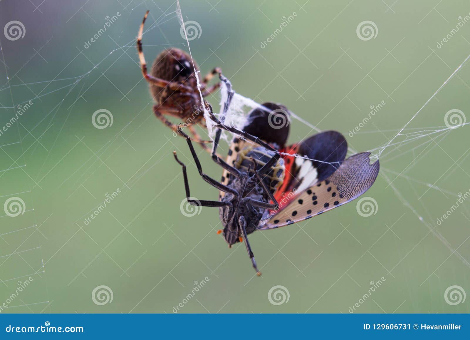Spotted Lantern Fly Trapped in Orb Weaver Spider Web Stock Image ...