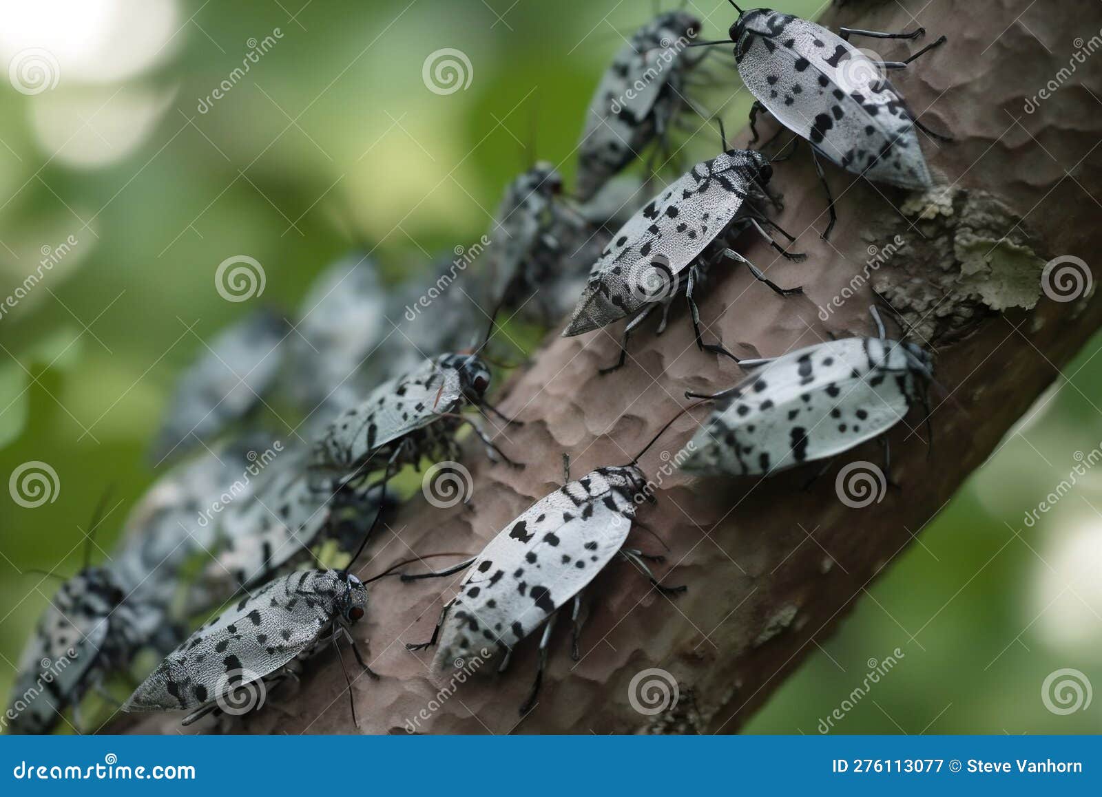 Spotted Lanternflies On A Tree Stock Image | CartoonDealer.com #276113077
