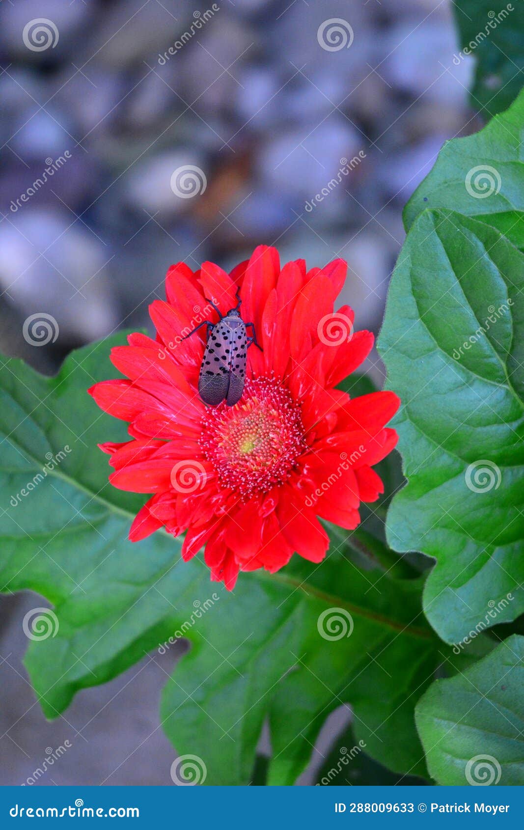 Spotted Lanternfly on Gerber Daisy Stock Image - Image of dahlia ...