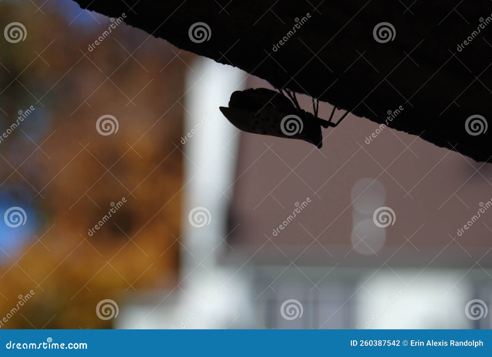Spotted Lanternfly Silhouette, Ominous Portrait of this Invasive Pest ... Spotted Lanternfly Silhouette, Ominous Portrait of this Invasive Pest ...