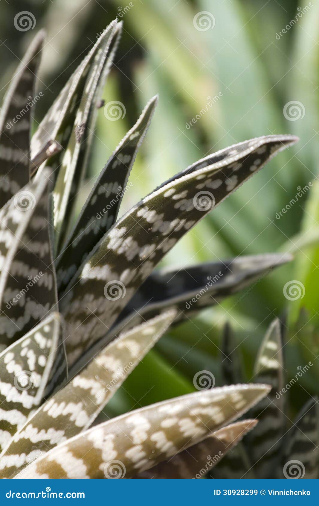 Spotted Large Cactus Leaves. Stock Image - Image of branch, decorative ...