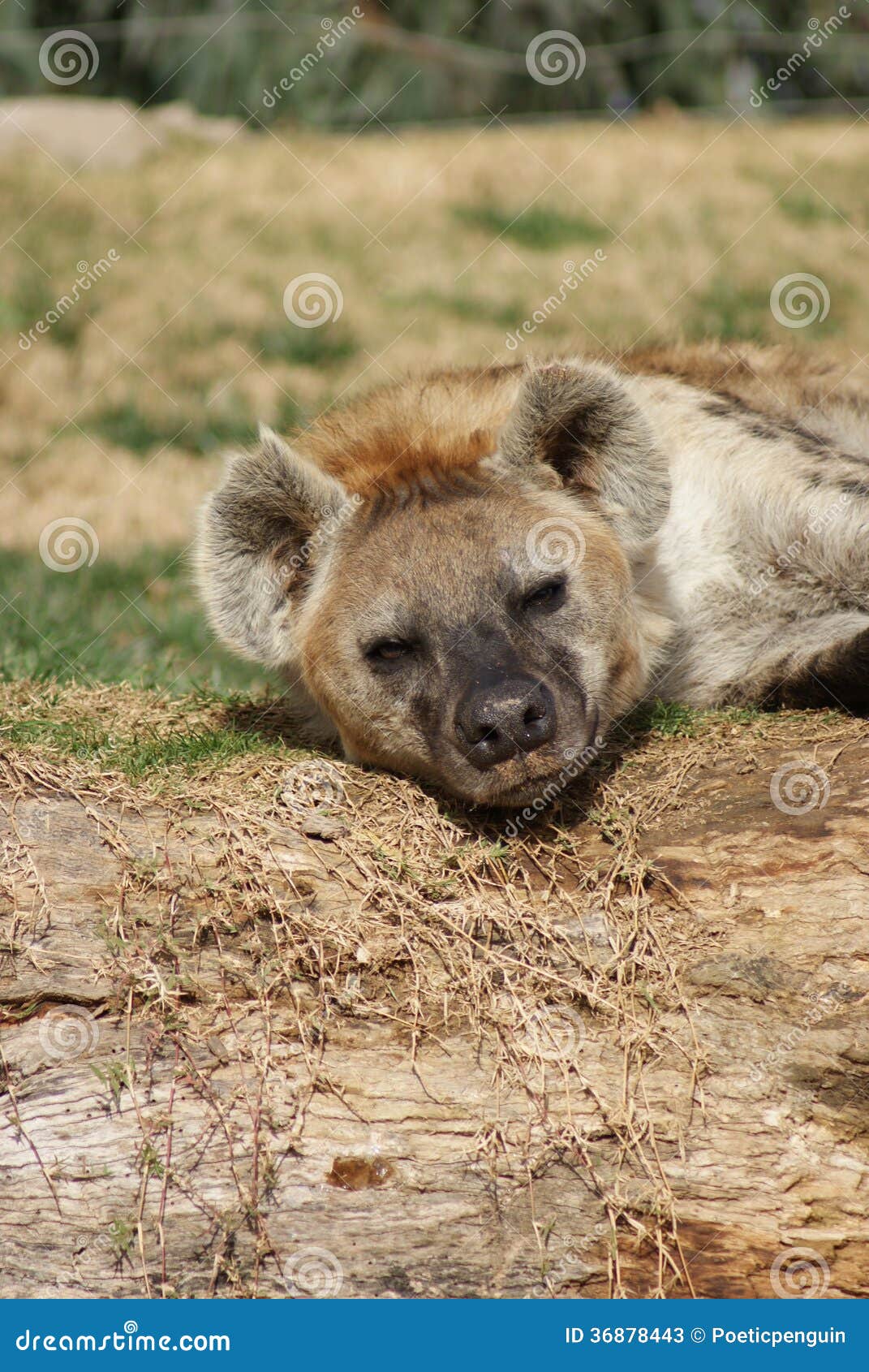 Spotted (laughing) Hyena - Crocuta Crocuta Stock Image - Image of ...