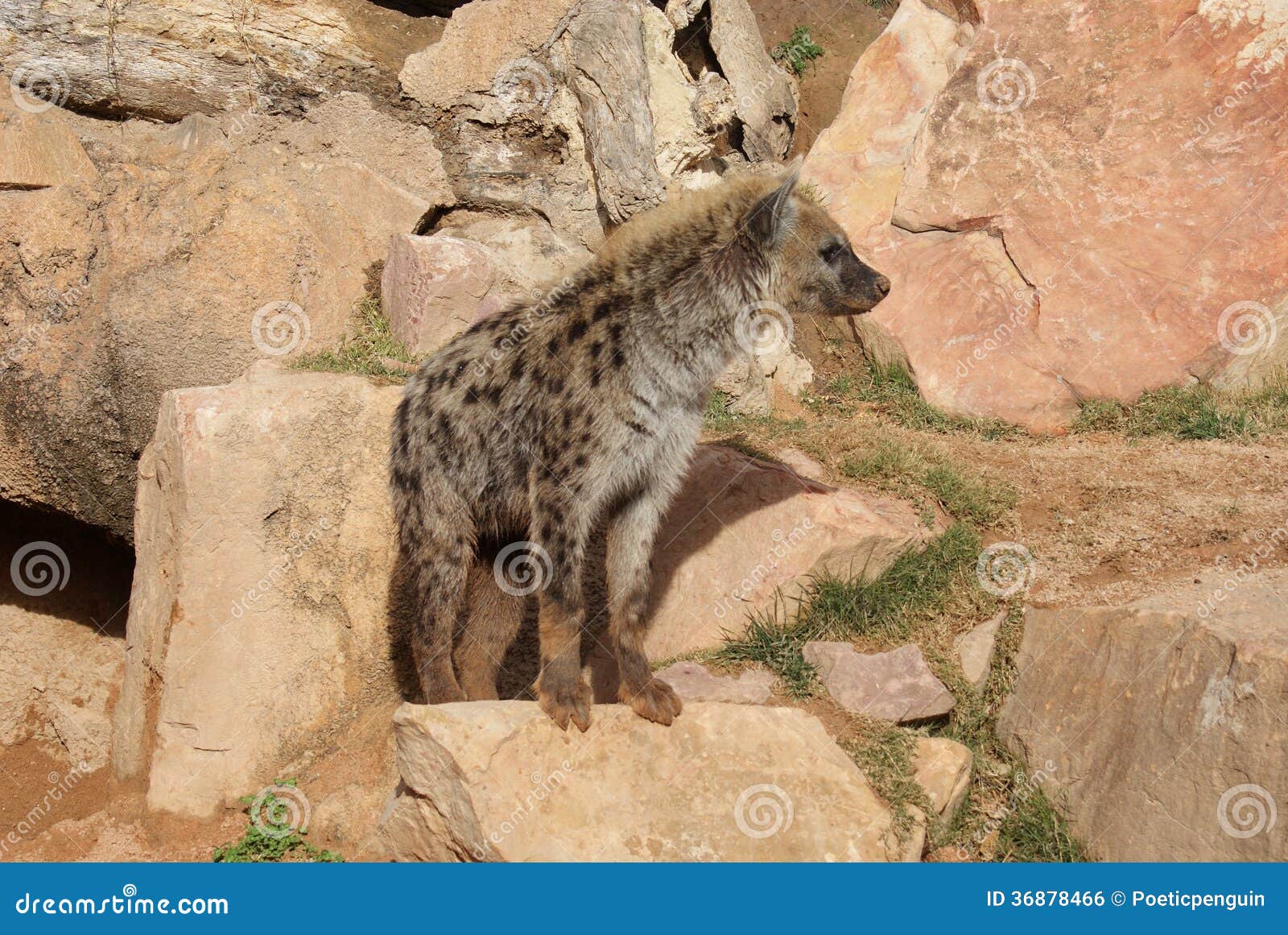 Spotted (laughing) Hyena - Crocuta Crocuta Stock Photo - Image of fauna ...