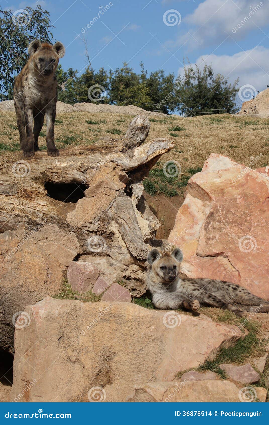 Spotted (laughing) Hyena - Crocuta Crocuta Stock Photo - Image of ...