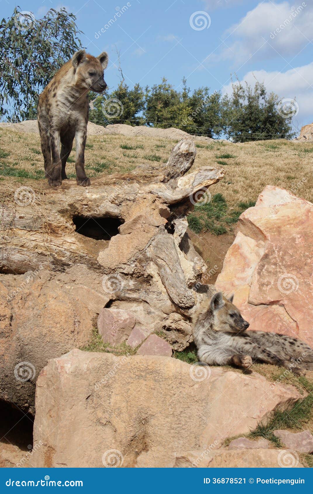 Spotted (laughing) Hyena - Crocuta Crocuta Royalty-Free Stock Photo ...