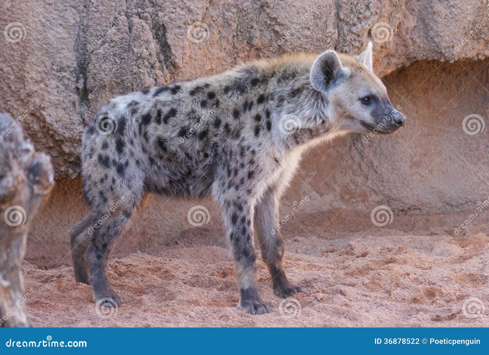 Spotted (laughing) Hyena - Crocuta Crocuta Stock Photo - Image of eyes ...
