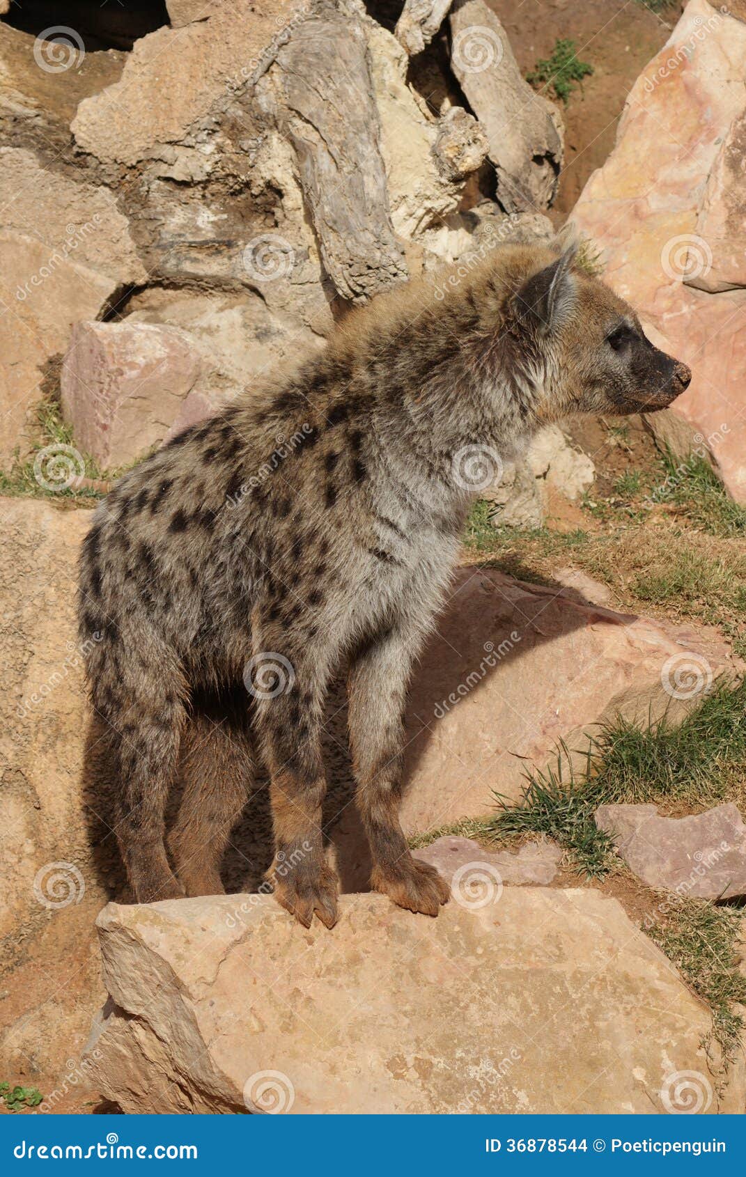 Spotted (laughing) Hyena - Crocuta Crocuta Stock Photo - Image of brown ...