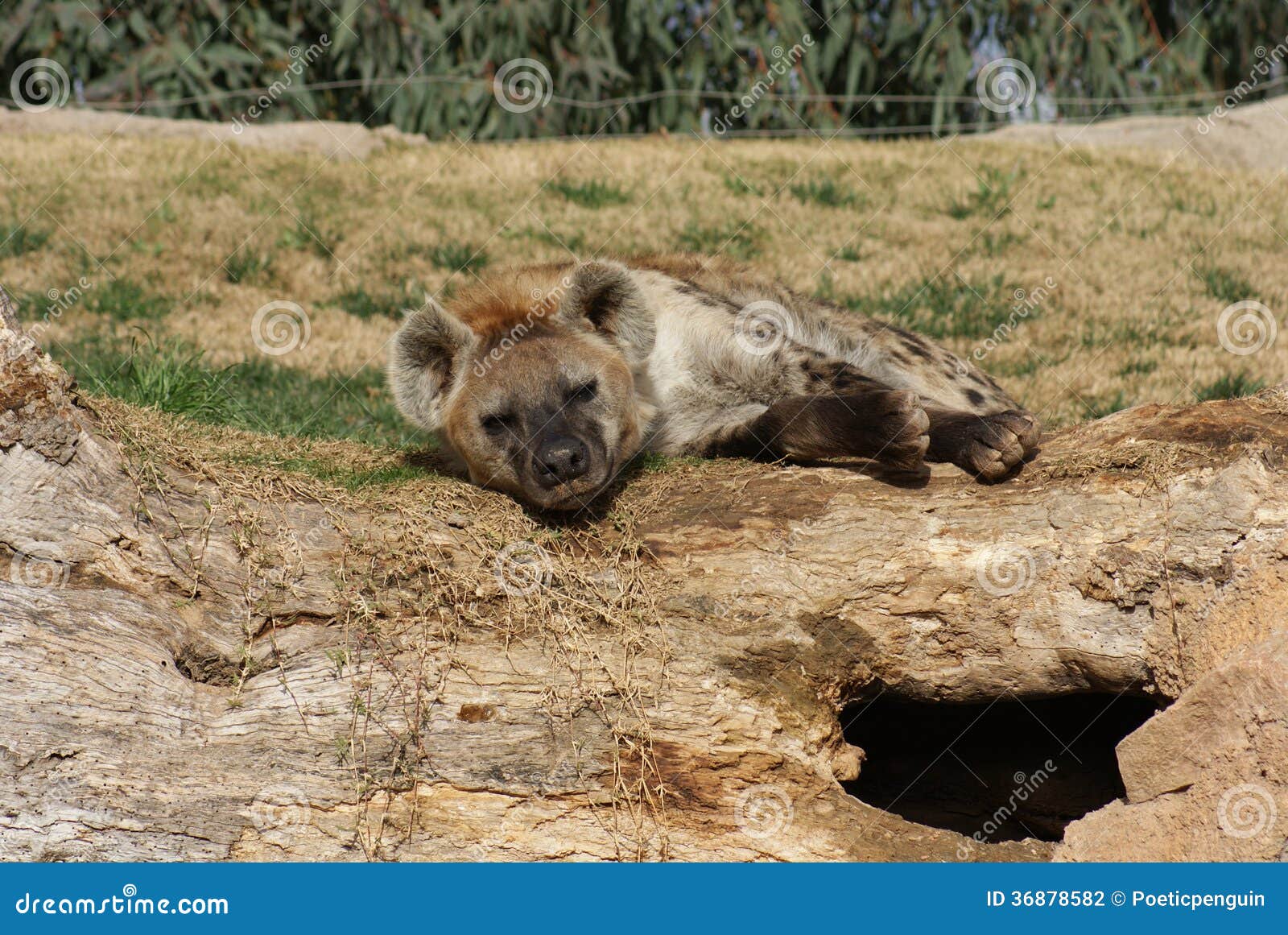 Spotted (laughing) Hyena - Crocuta Crocuta Royalty-Free Stock Photo ...