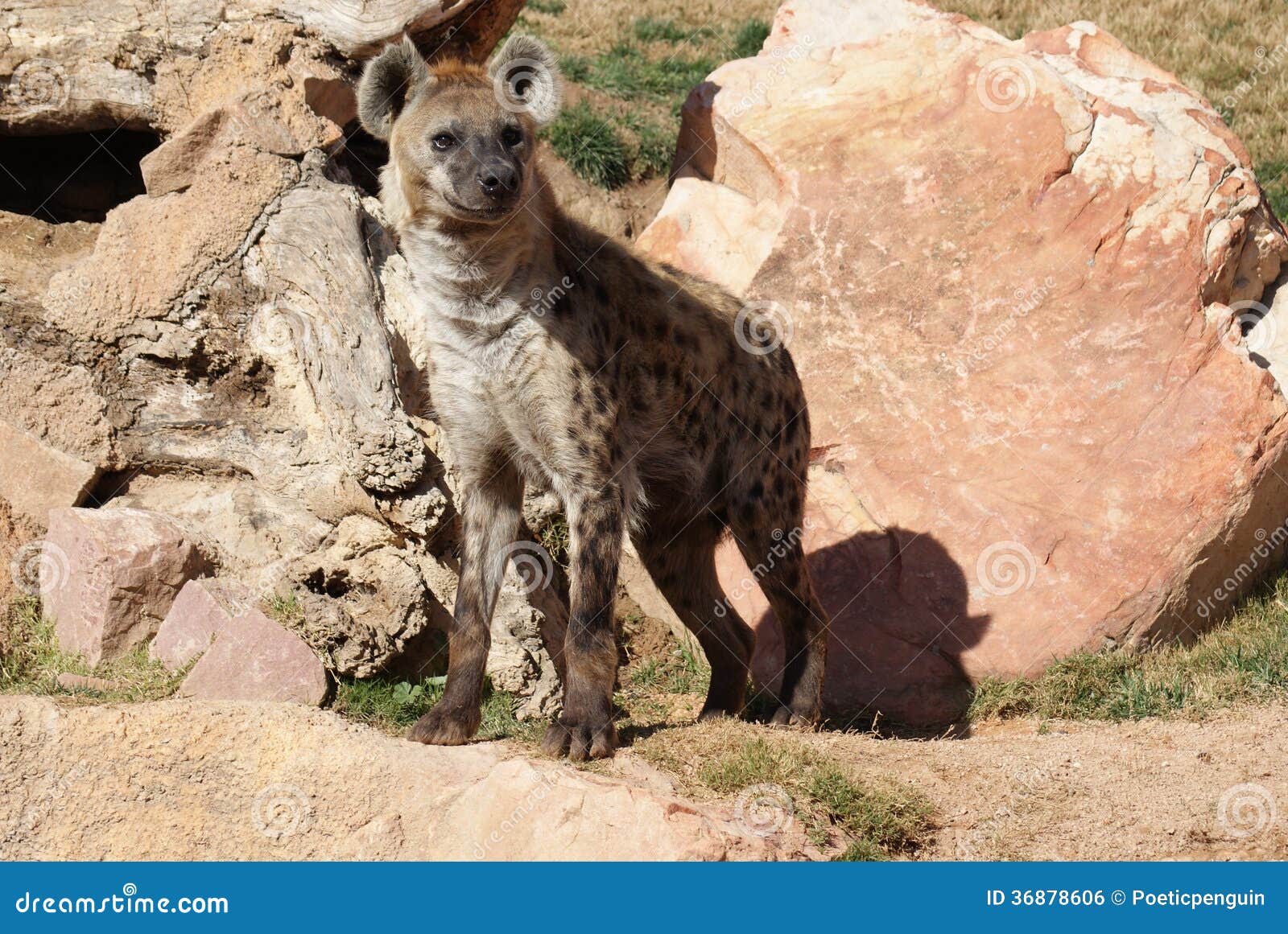 Spotted (laughing) Hyena - Crocuta Crocuta Royalty-Free Stock Photo ...