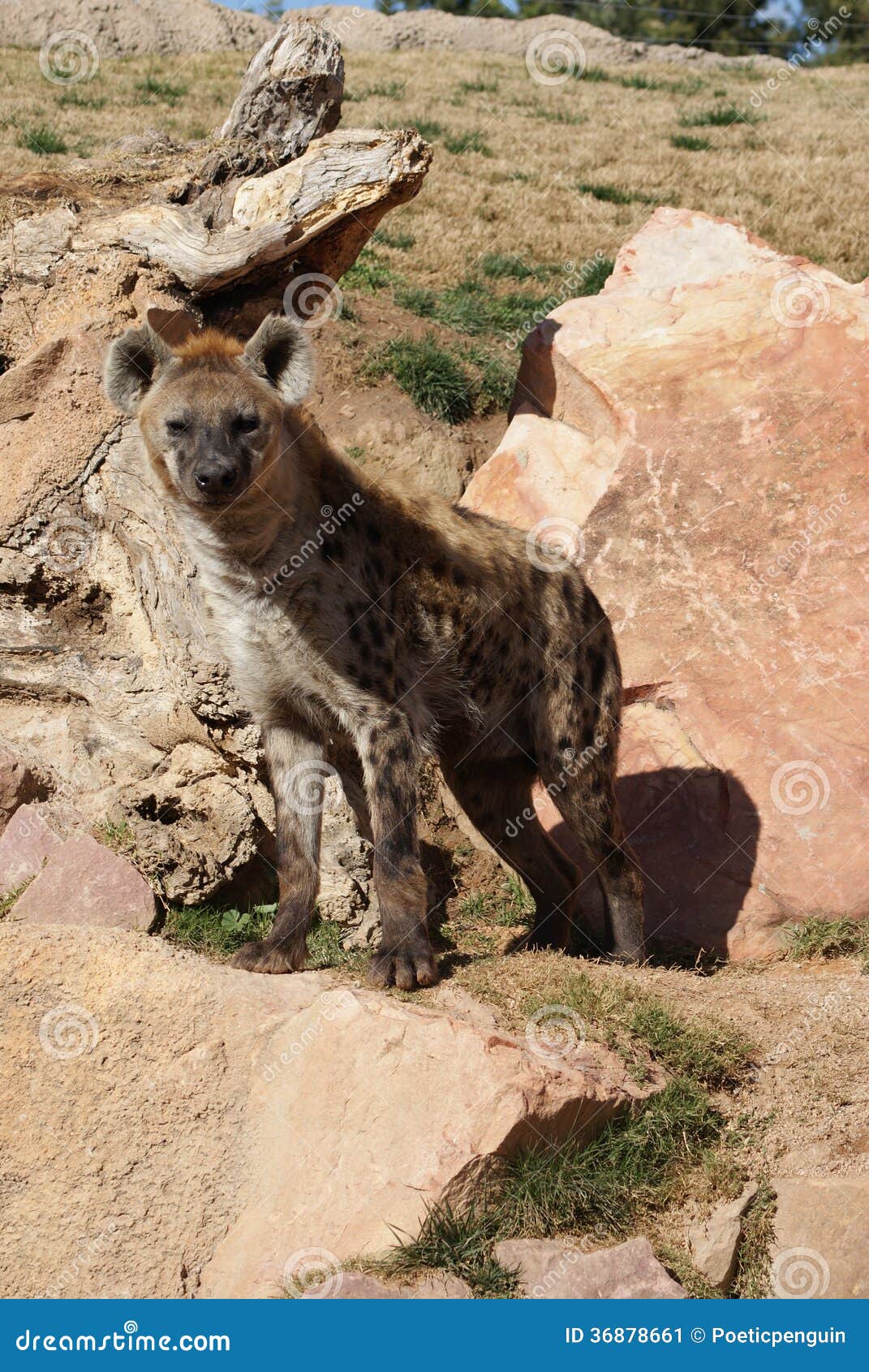 Spotted (laughing) Hyena - Crocuta Crocuta Stock Image - Image of ...
