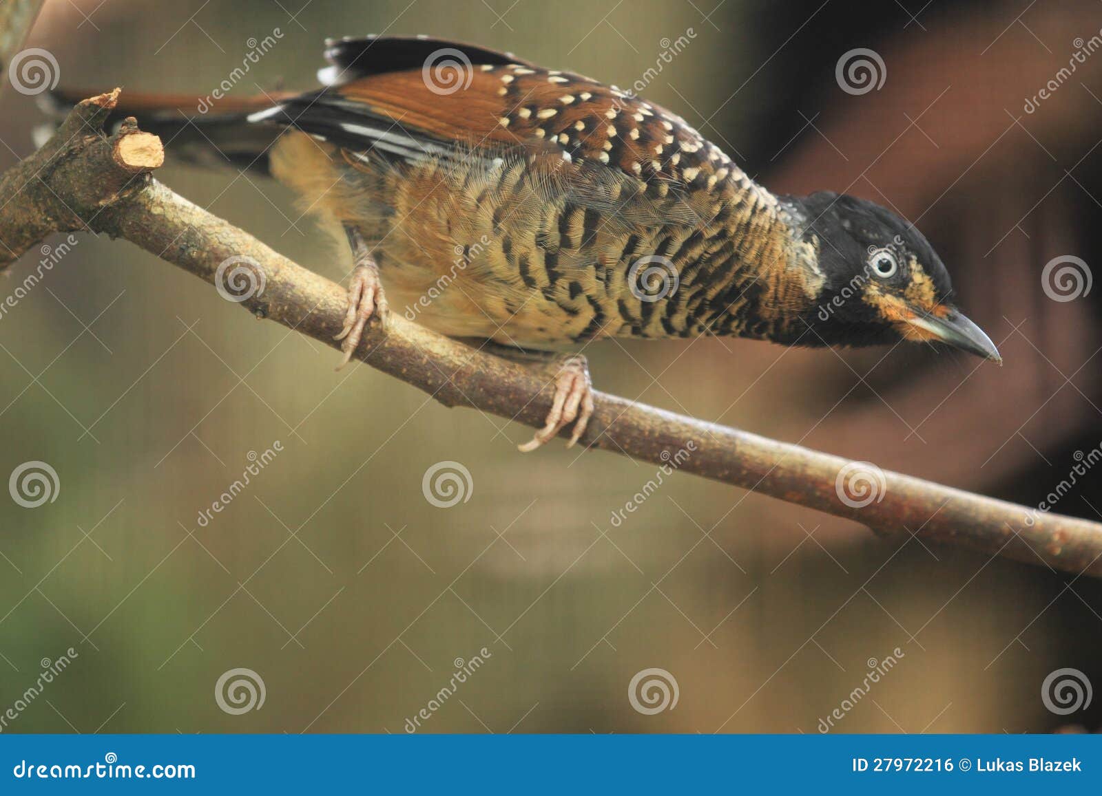 Spotted Laughingthrush Or Ianthocincla Ocellata Royalty-Free Stock ...