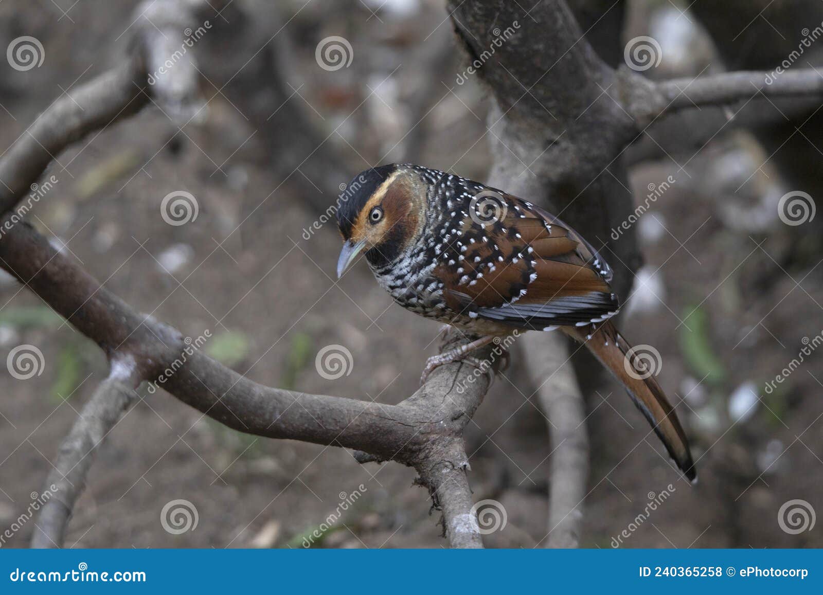 Spotted Laughingthrush on Branch, Ianthocincla Ocellata Stock Photo ...
