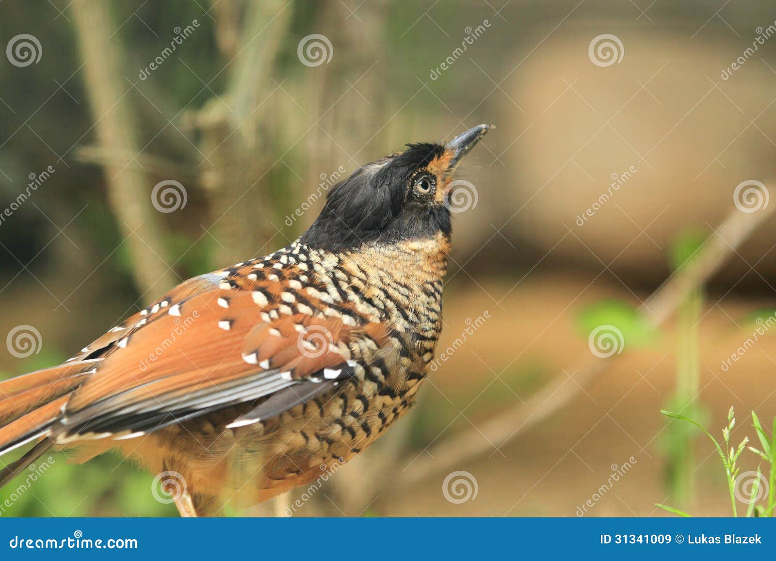 Spotted laughingthrush stock image. Image of laughingthrush - 31341009