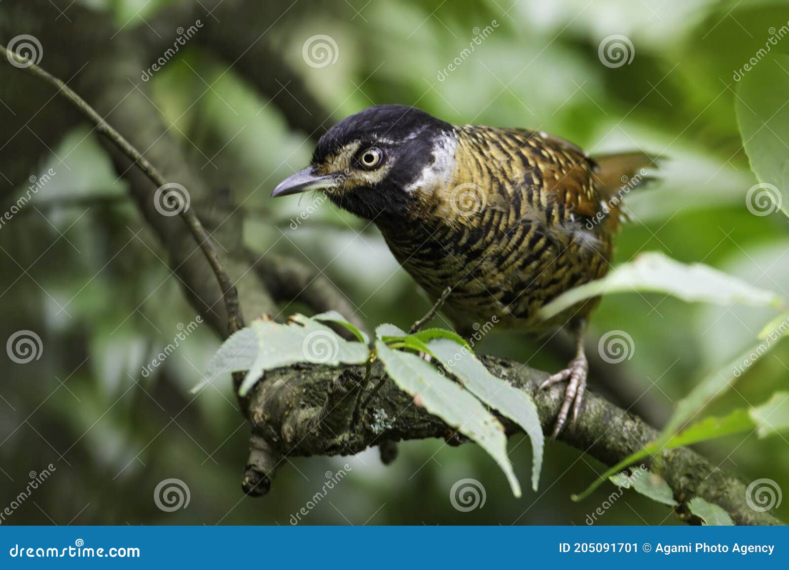 Spotted Laughingthrush Or Ianthocincla Ocellata Royalty-Free Stock ...