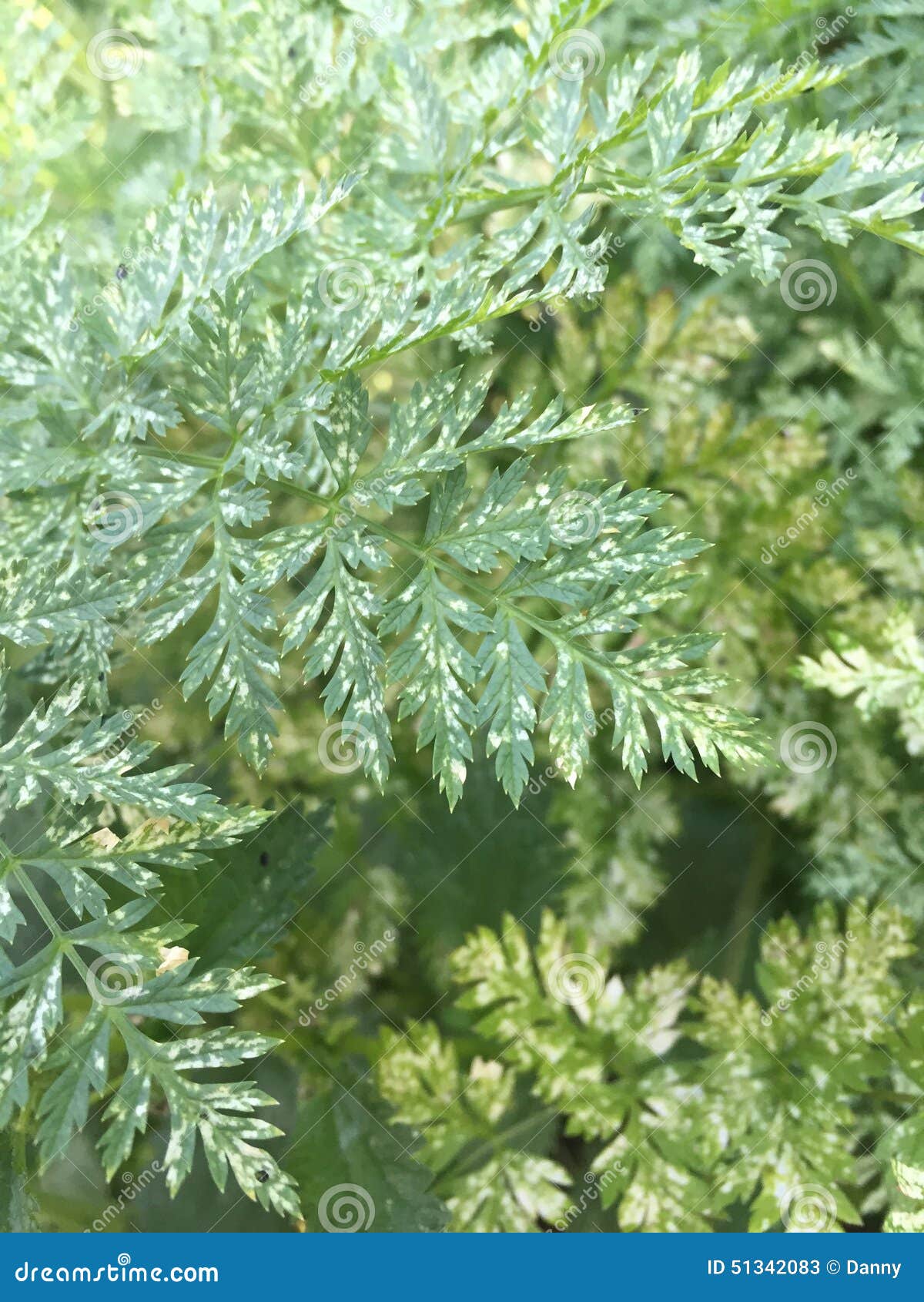 Spotted Leaves stock image. Image of leaves, beautiful - 51342083