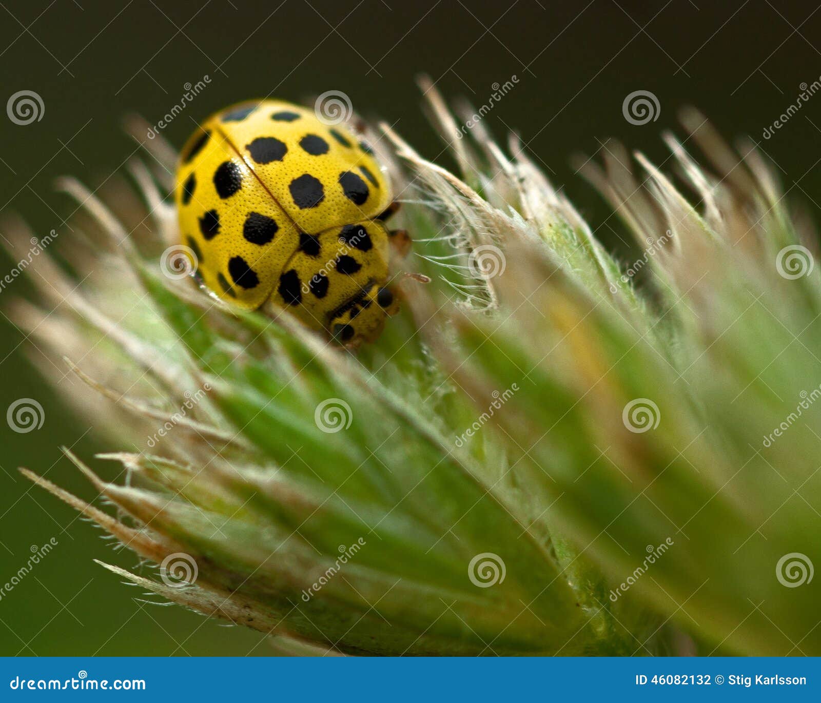 Spotted Lemon Ladybird, Psyllobora Vigintiduepunctata Stock Photo ...