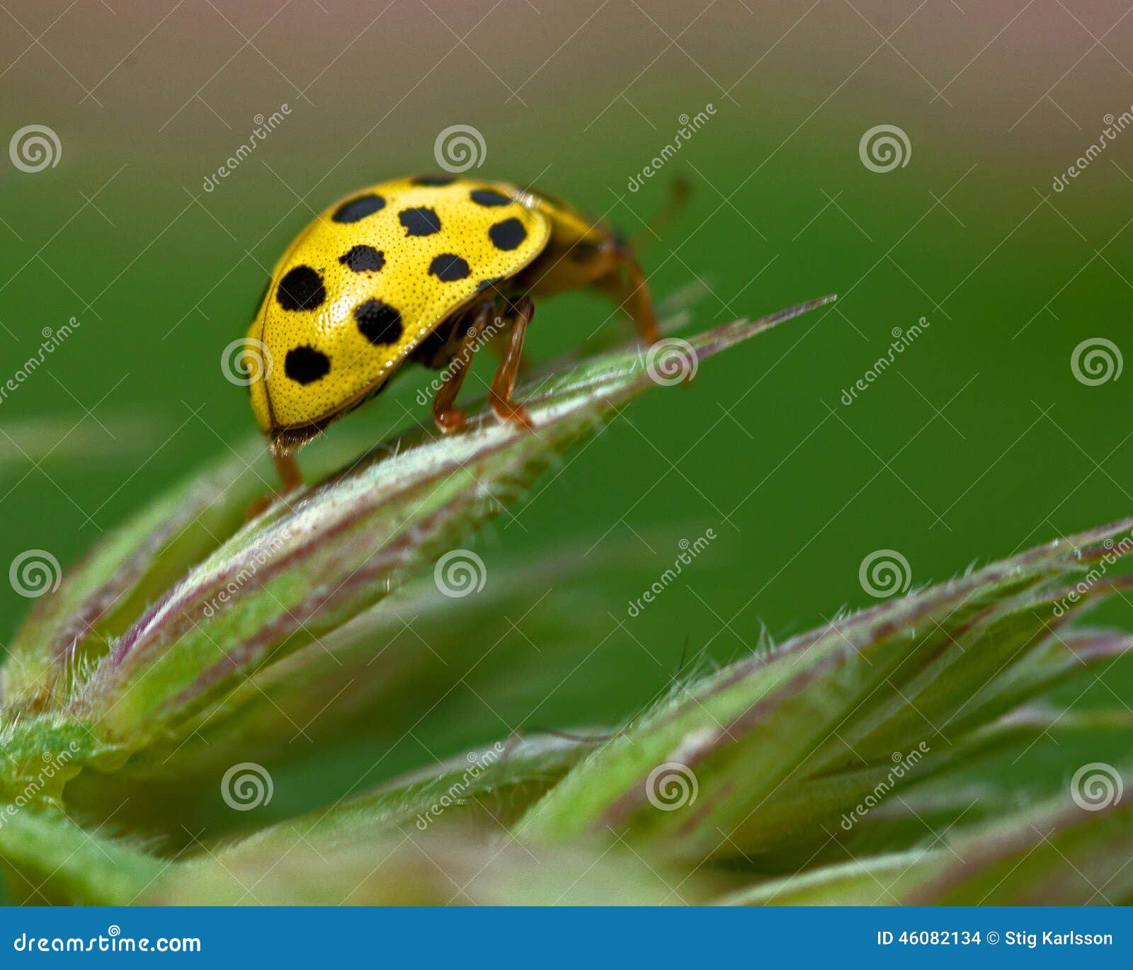 Spotted Lemon Ladybird, Psyllobora Vigintiduepunctata Stock Photo ...