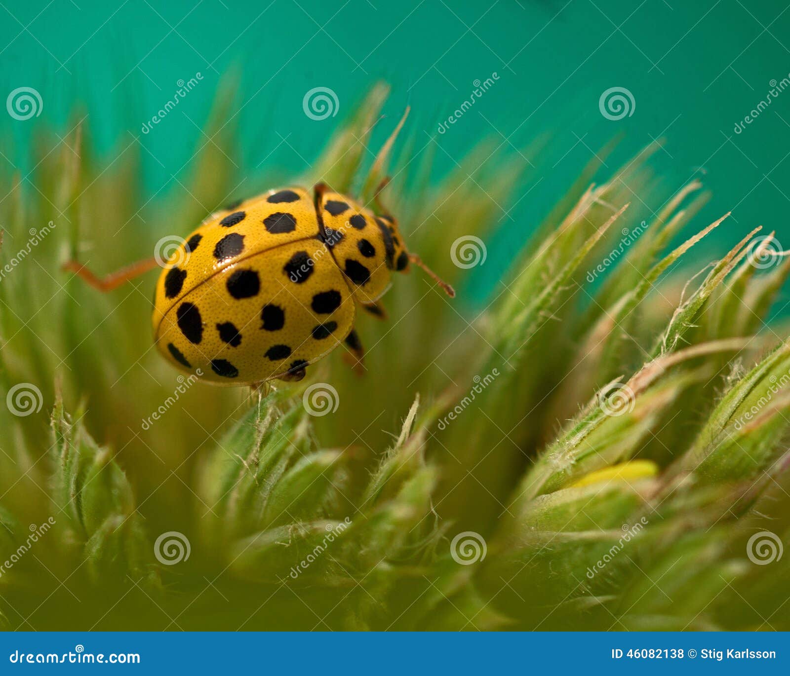Spotted Lemon Ladybird, Psyllobora Vigintiduepunctata Stock Photo ...