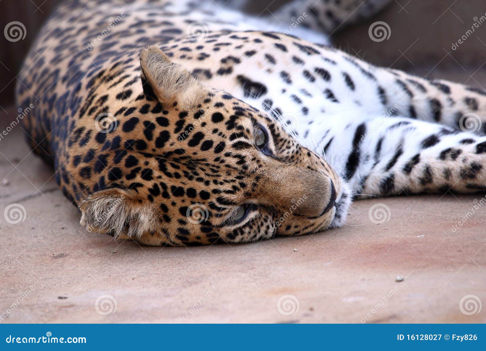 Spotted leopard stock image. Image of large, spots, torso - 16128027