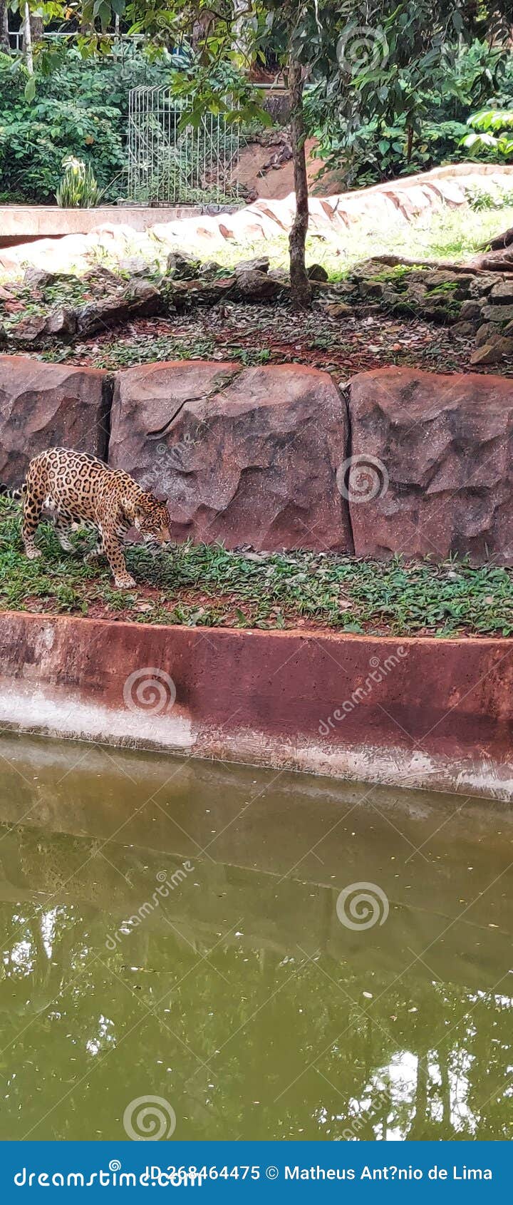 Spotted Leopard from Amazon Rainforest Brazil Stock Image - Image of ...