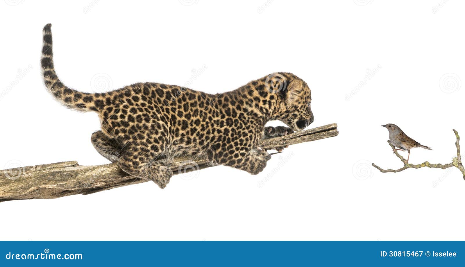 Spotted Leopard Cub on a Branch Looking at a Bird Stock Image - Image ...