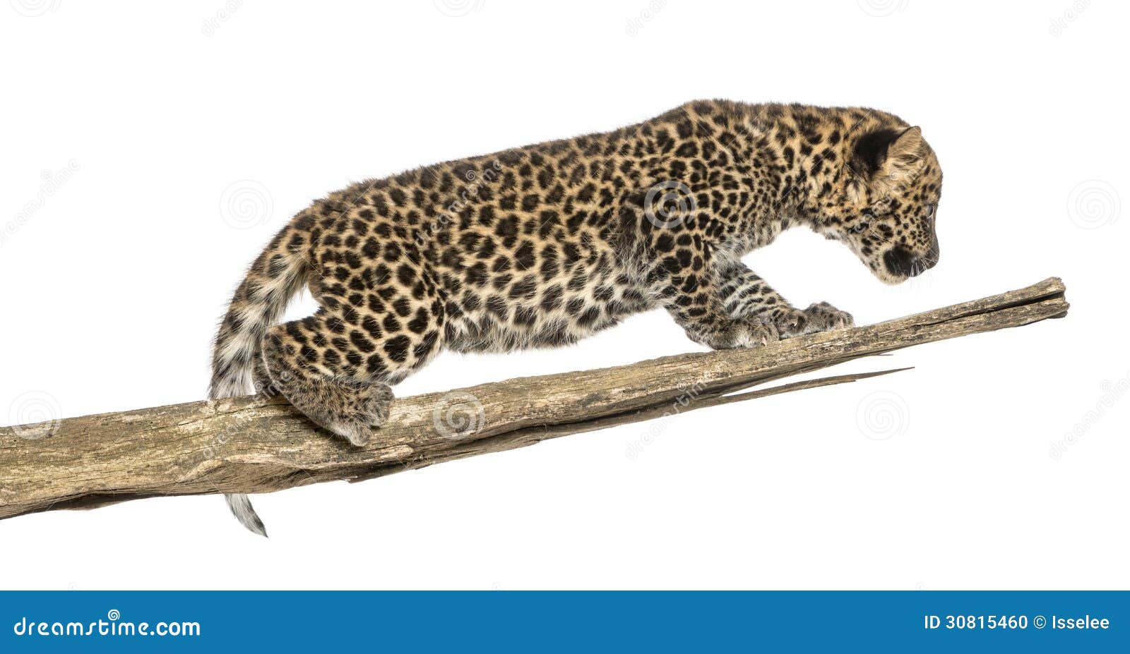 Spotted Leopard Cub Prowling on a Branch, 7 Weeks Old Stock Photo ...