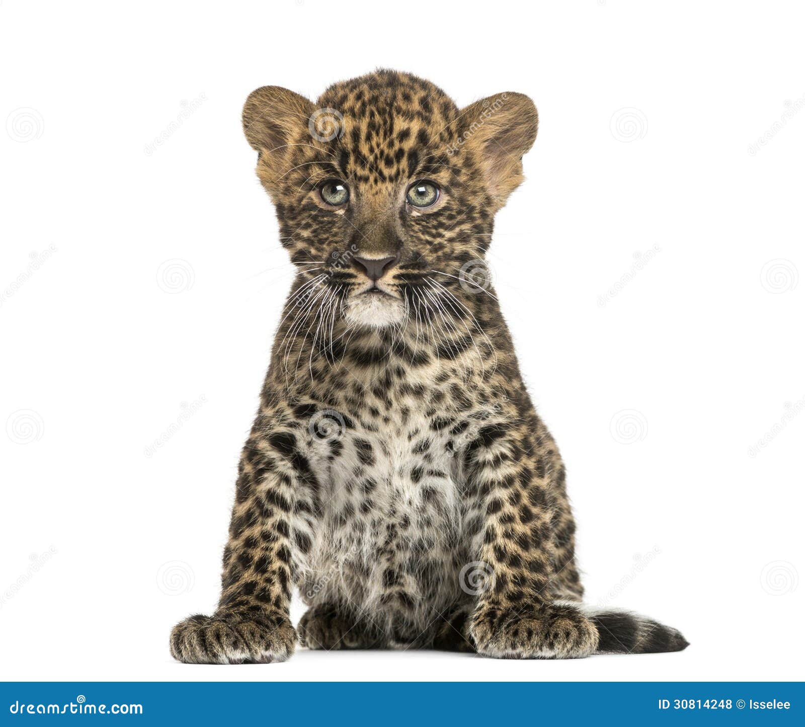 Spotted Leopard Cub Sitting - Panthera Pardus, 7 Weeks Old Stock Photo ...