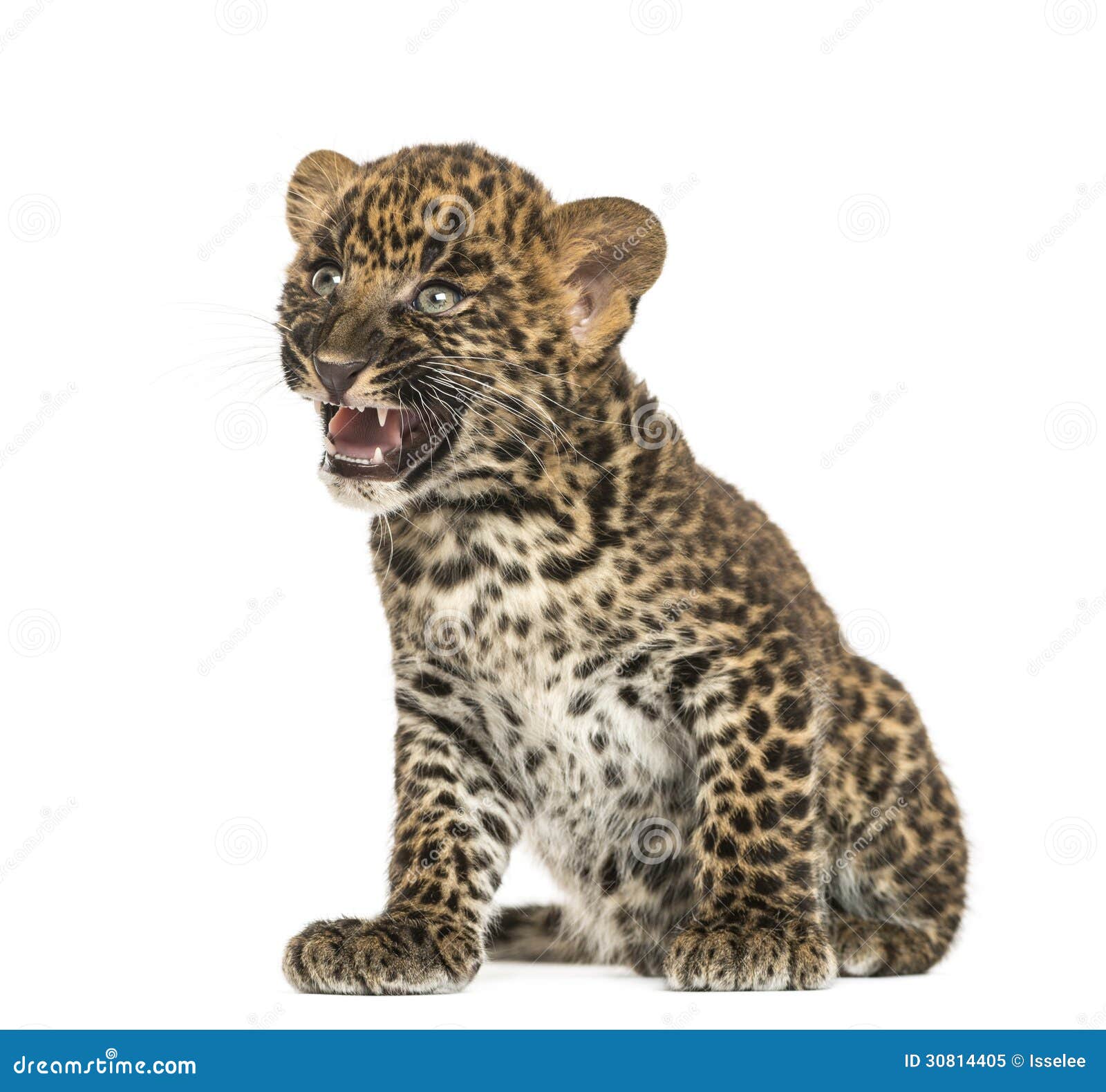 Spotted Leopard Gecko Up Close On Hand Royalty-Free Stock Photography ...