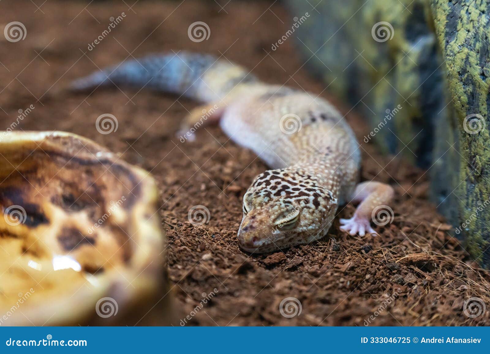 Spotted Leopard Gecko Dozing in a Terrarium.Eublepharis Macularius ...
