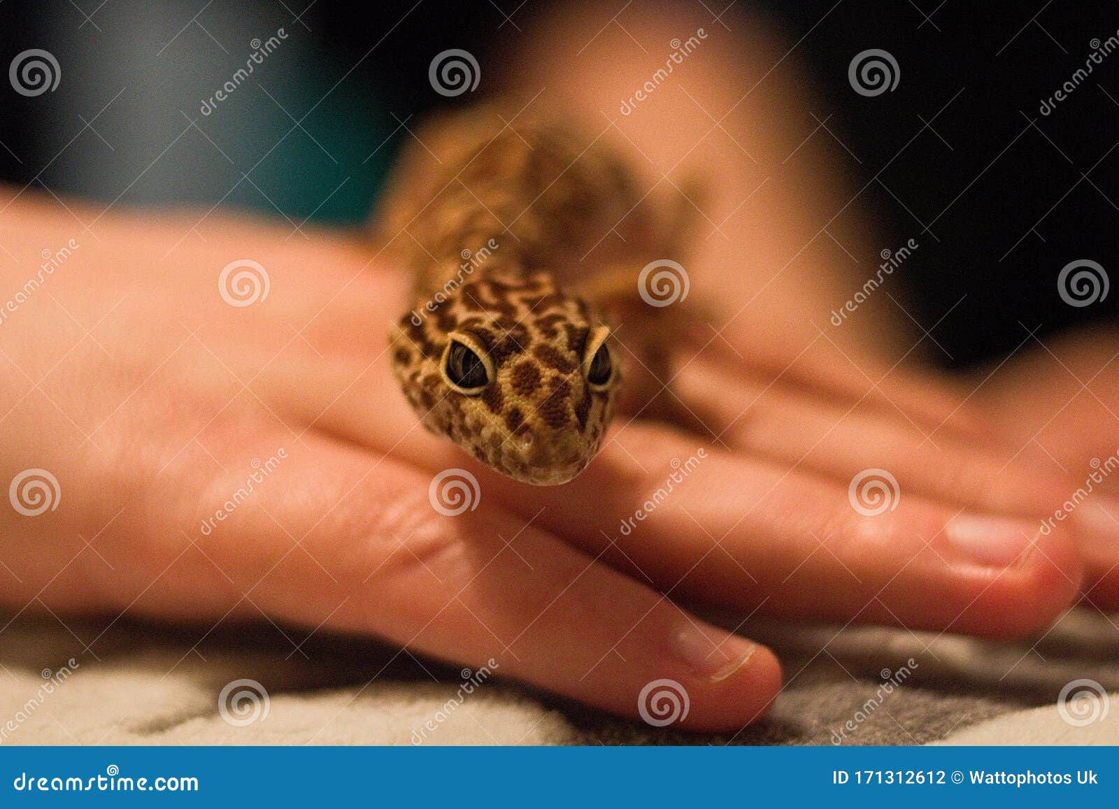 Spotted Leopard Gecko Up Close on Hand Walking Stock Photo - Image of ...