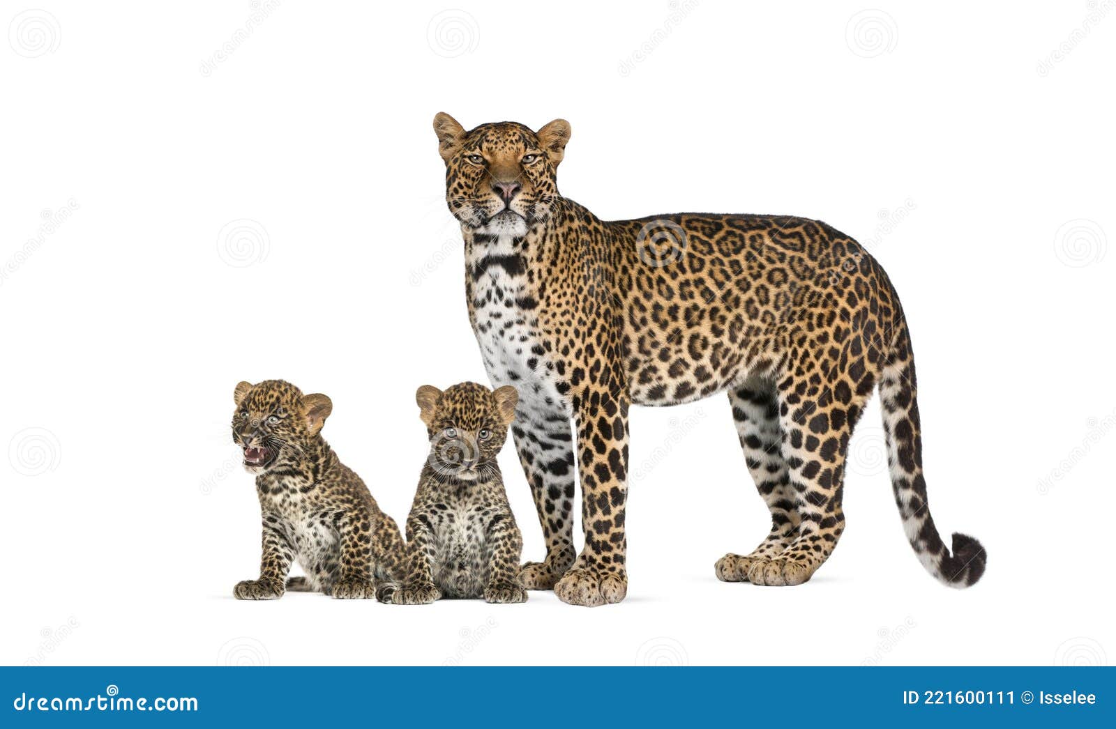 Spotted Leopard with Her Two Cubs Isolated Stock Image - Image of ...